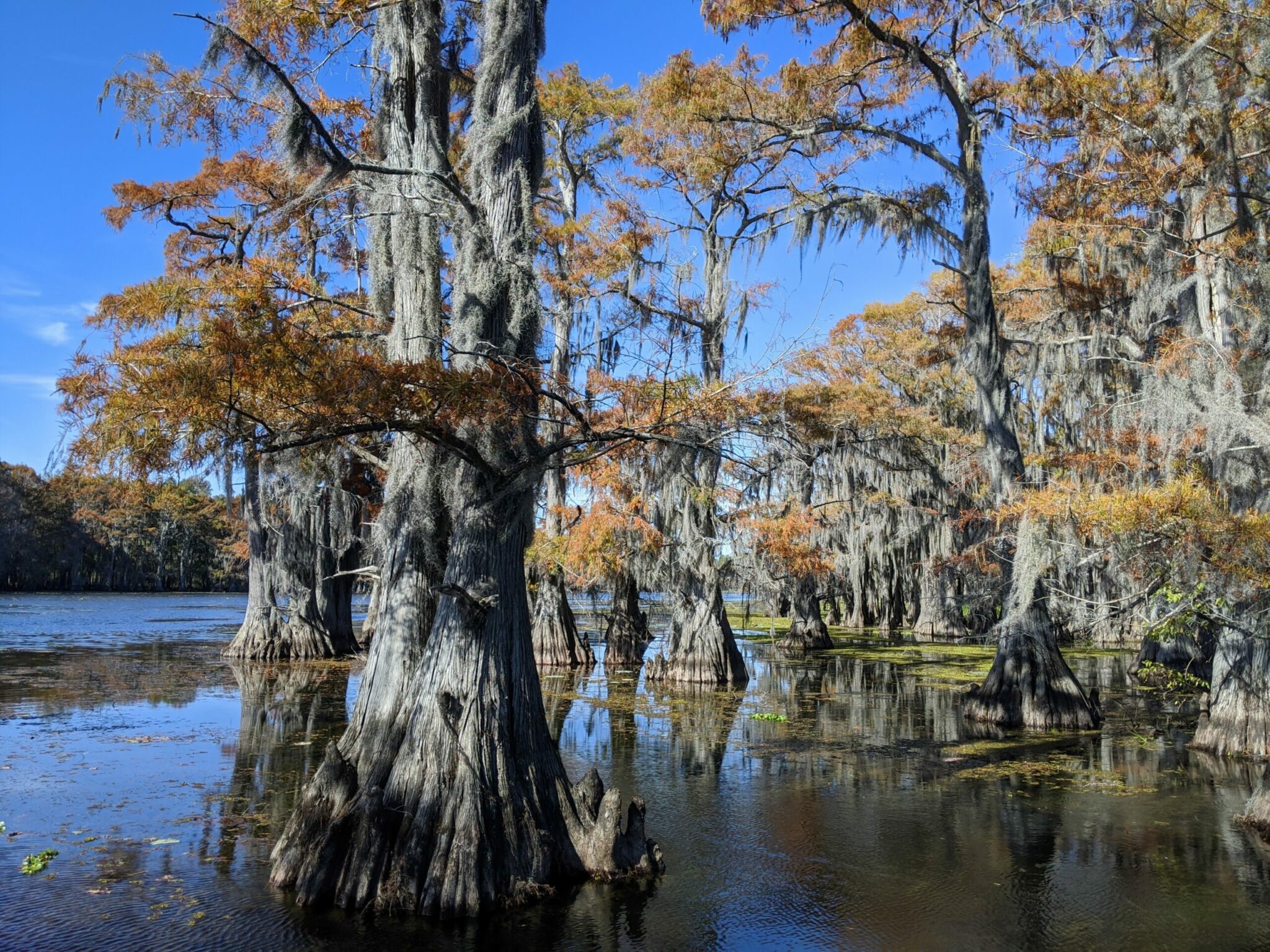 Caddo Lake and Big Cypress Bayou - Texas Rivers Protection Association