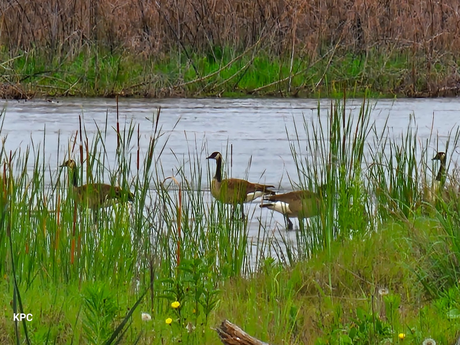 Texas Rivers Protection Association - Protecting the flow, water ...